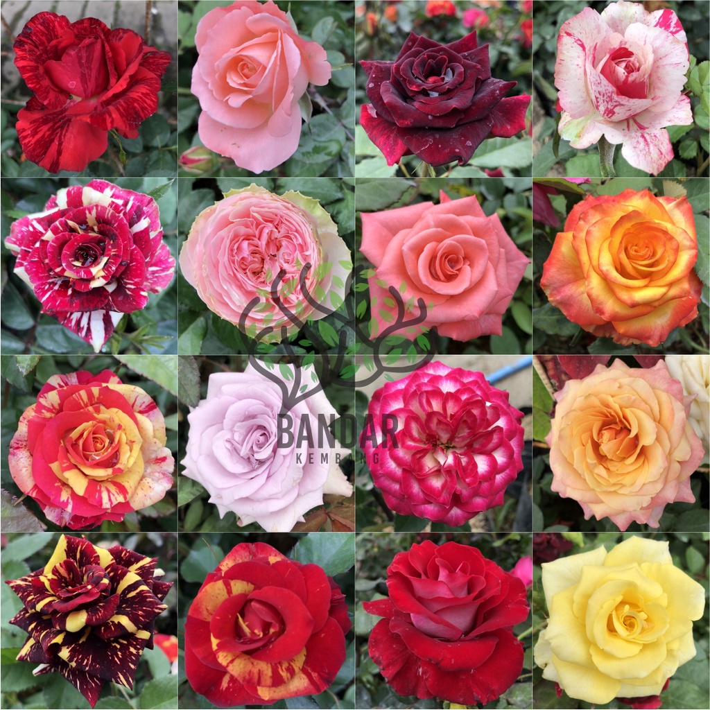 Jual Bunga Mawar Berbunga Bibit Tanaman Hias Berbunga Berlabel dan ...