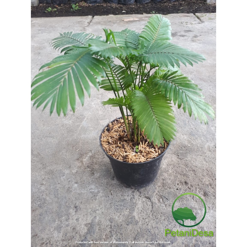 Jual Tanaman Hias Palem Paris Mini | Shopee Indonesia