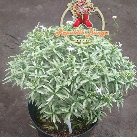 Jual Murah Tanaman Hias Rombusa Varigata Bunga Unik dan Cantik Murah ...