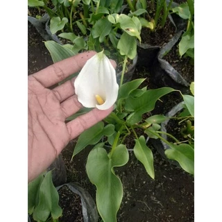 Jual kala lili Harga Terbaik & Termurah Februari 2026 | Shopee Indonesia