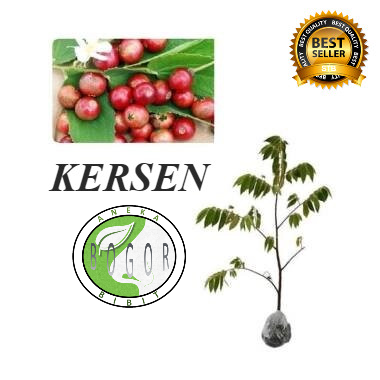 Jual BIBIT POHON TANAMAN BUAH SERI KERSEN | Shopee Indonesia