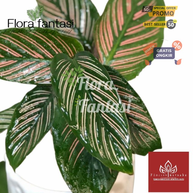 Jual calatea sisir / CHALATEA PIN STRIPE / CALATHEA PINSTRIP ...