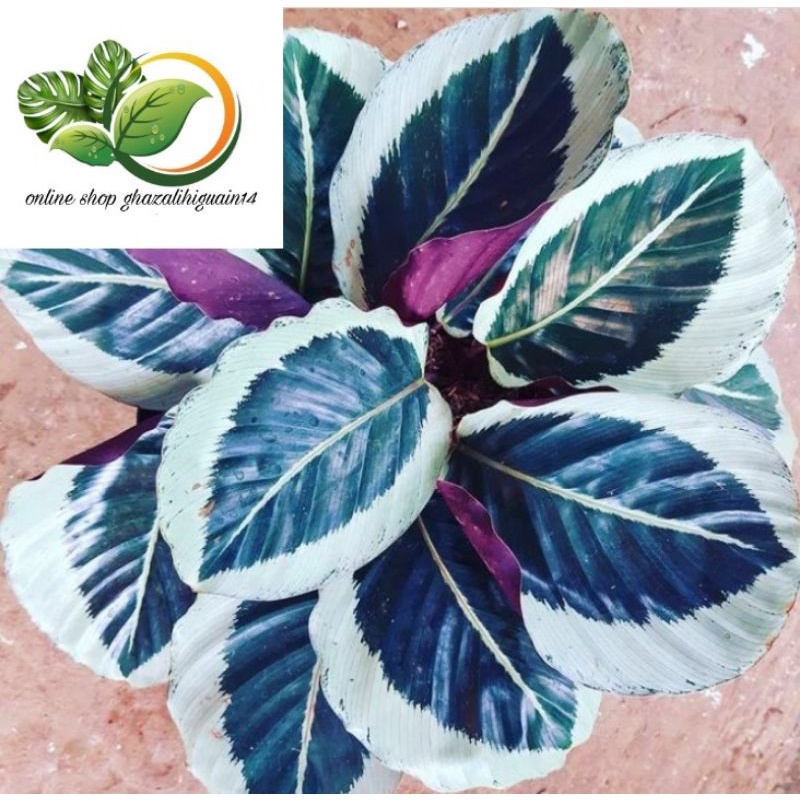 Jual Tanaman Hias Calathea Beauty Star - Crimson - Calathea Corona ... Jual Tanaman Hias Calathea Beauty Star - Crimson - Calathea Corona ...