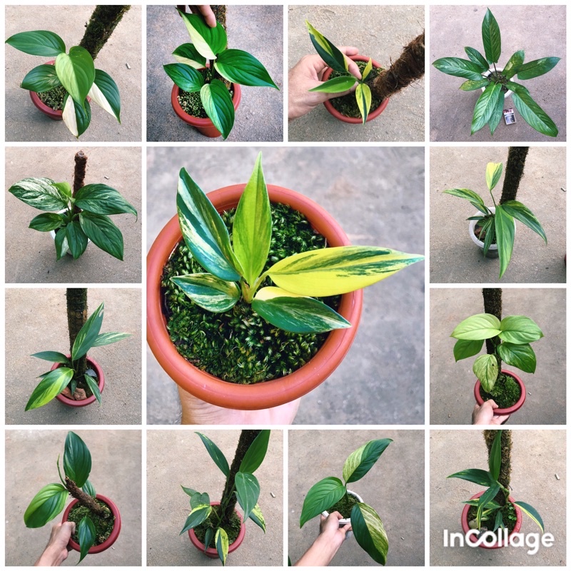 Jual KUMPULAN TANAMAN VARIEGATA ENDEMIK NASIONAL ( borneo ) VARIGATA ...
