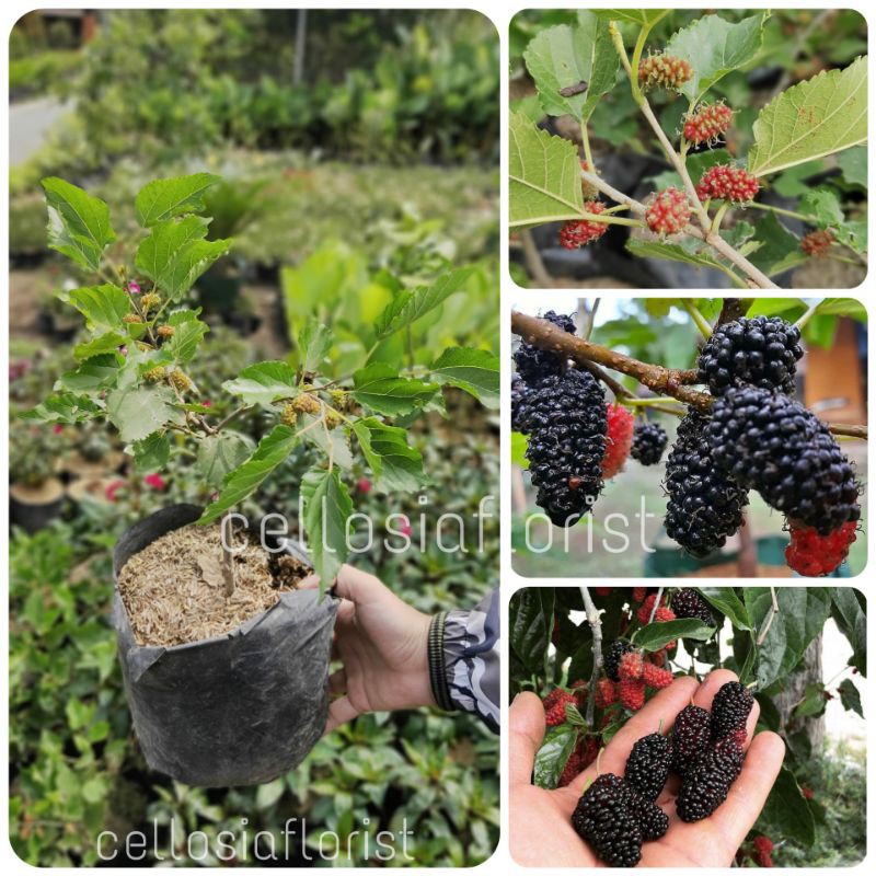Jual Bibit Tanaman Buah Murbei / Mulberry Jumbo Cangkok (Sudah Berbuah ...