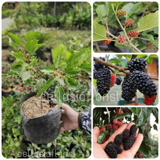Jual Bibit Tanaman Buah Murbei / Mulberry Jumbo Cangkok (Sudah Berbuah) | Shopee Indonesia