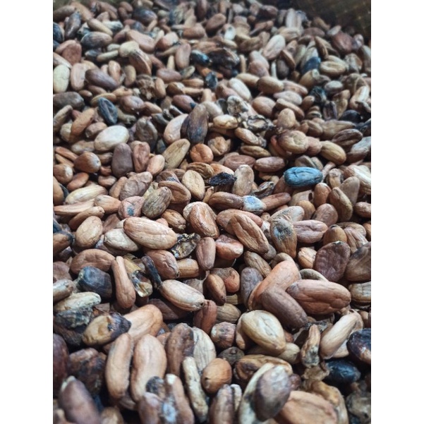 Jual Gumiku Cacao Bean (Biji Coklat) | Shopee Indonesia