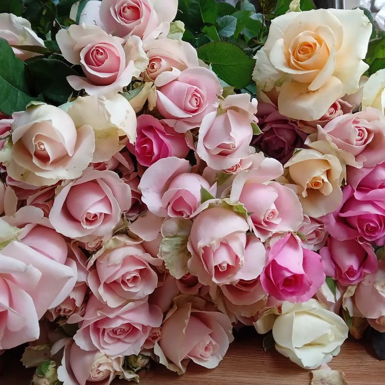 Jual BUNGA MAWAR POTONG ASLI ISI 20 TANGKAI FRESH FLOWER VARIAN WARNA ...