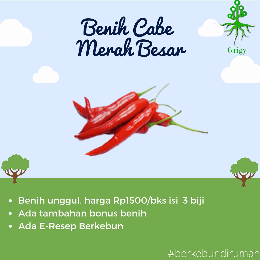 Jual BENIH CABE BESAR, BIBIT CABE BESAR, BIJI CABE BESAR | Shopee Indonesia