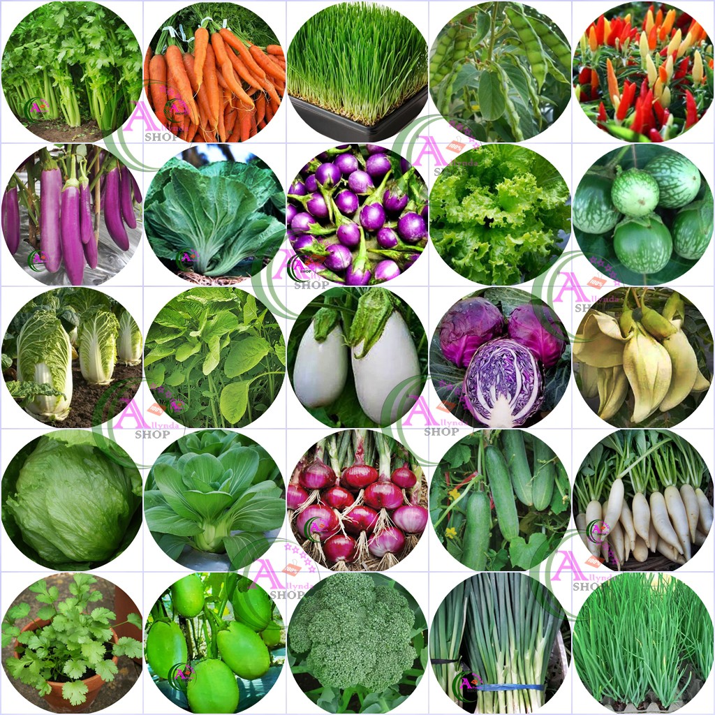 Jual benih biji bibit sayur komplit termurah kwalitas terjamin gratis ...