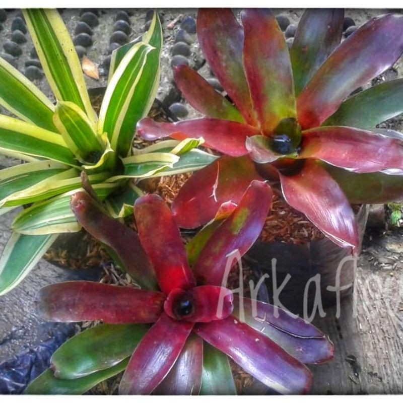 Jual Satu Paket isi 12 batang Bromelia/Paket besar/Tanaman hias ...
