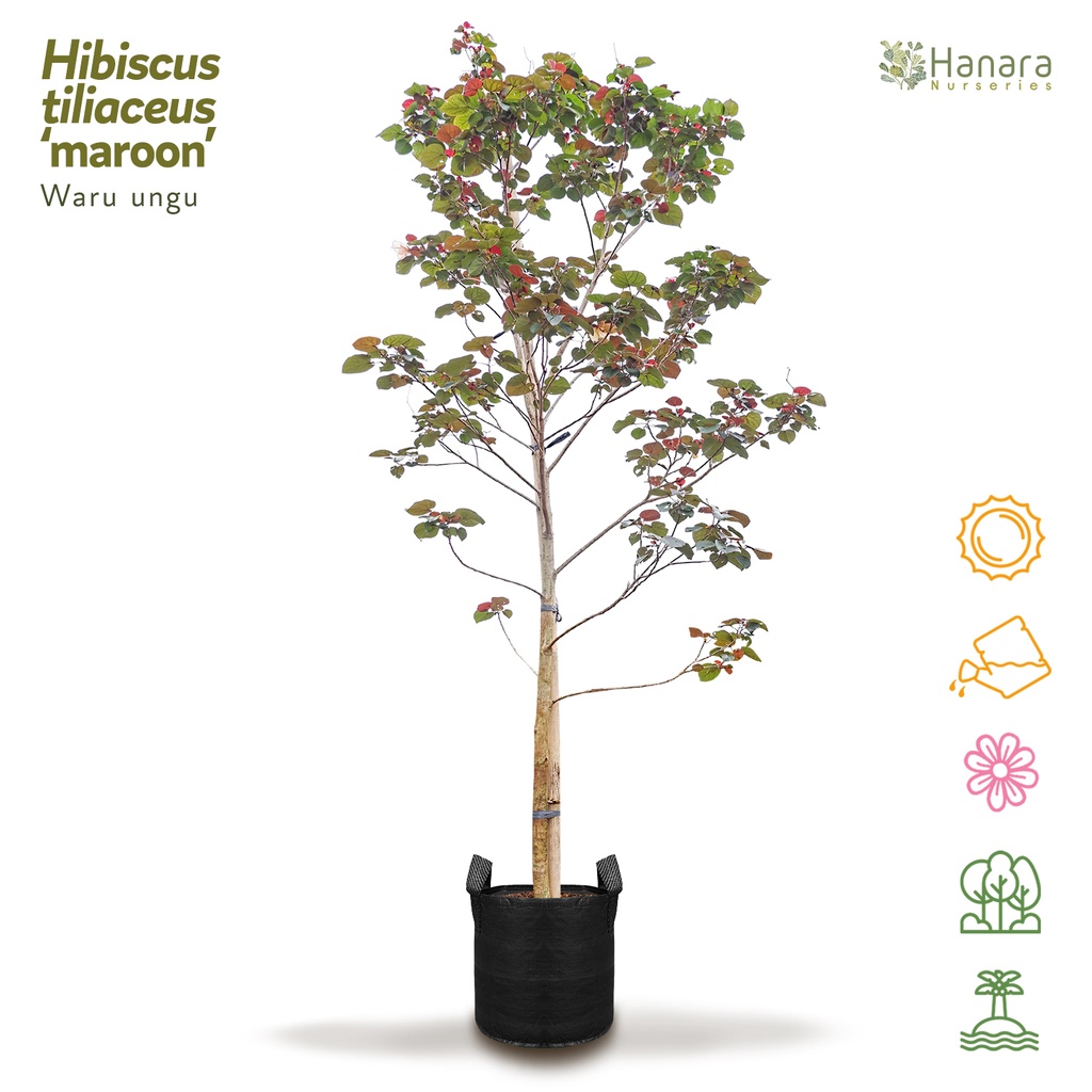 Jual Hibiscus tiliaceus ''maroon'' - Waru ungu - pohon instan/instant ...