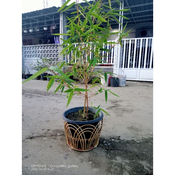 Jual cover vas rotan model bunga/tempat bunga rotan/cover pasu rattan ...