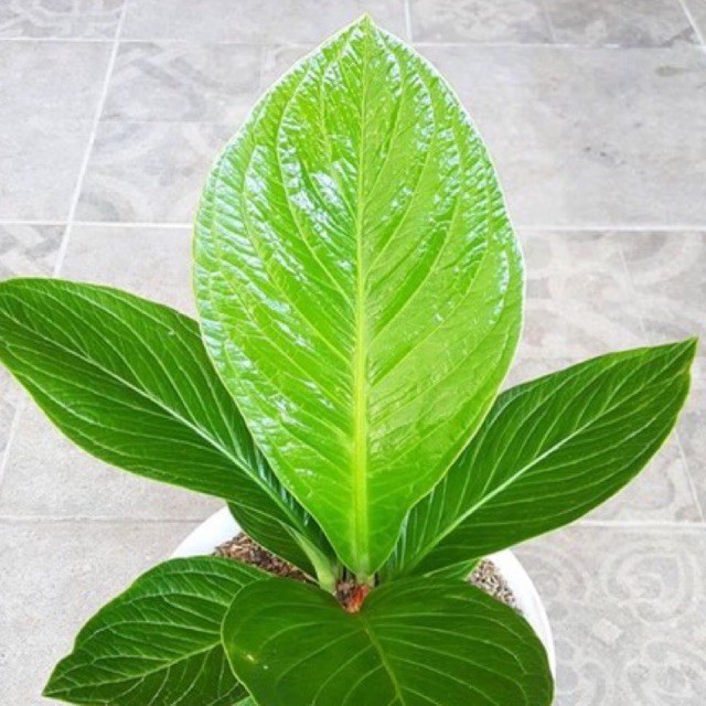 Jual Tanaman hias anthurium jemani cobra - anthurium jermani cobra ...