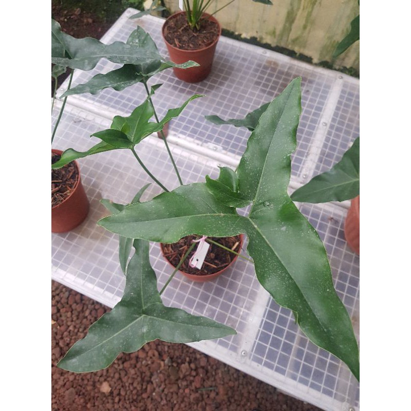 Jual philodendron angela | Shopee Indonesia