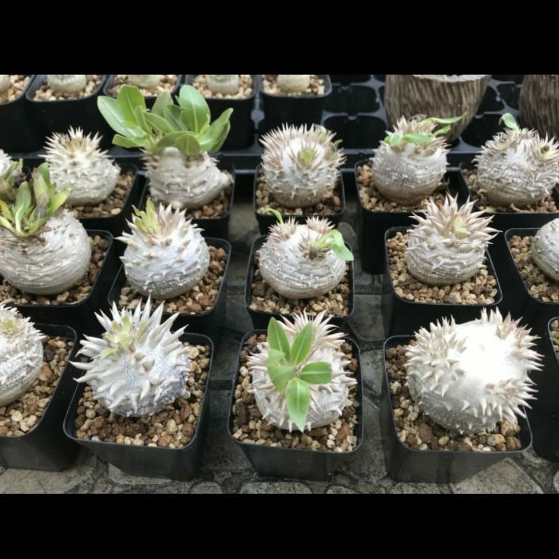 Jual Pachypodium Densicaule seedling kaktus tanaman langka unik rare ...