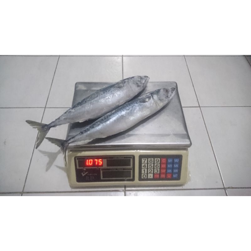 Jual Ikan Saba / Makarel / Mackerel - Frozen (Premium) (400-600 Gr per ...