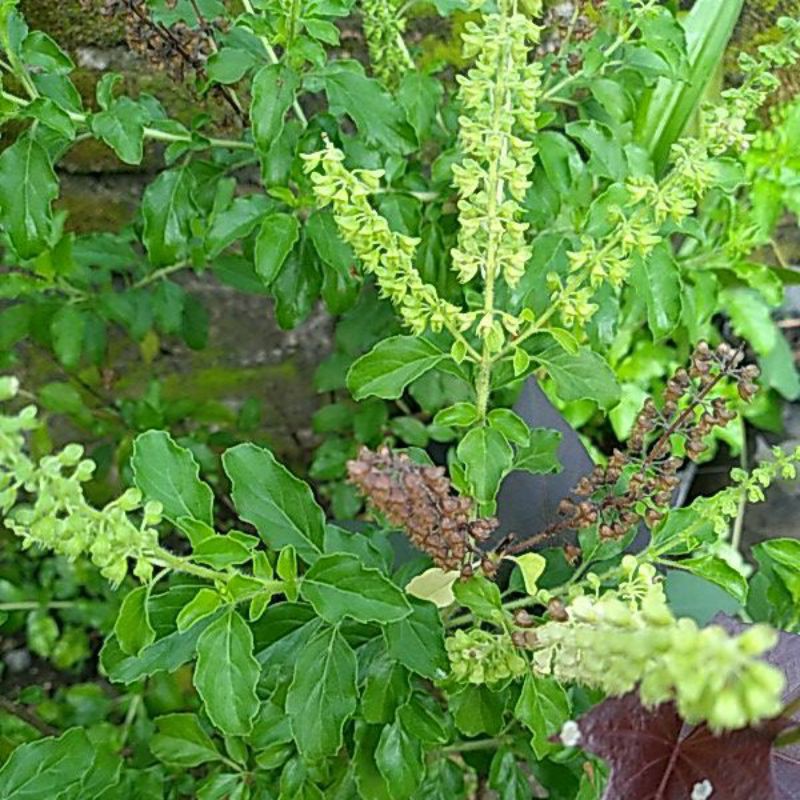 Jual DAUN RUKU - RUKU | Shopee Indonesia