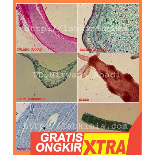 Jual PREPARAT KERING 17 MACAM / SET (R50) | Shopee Indonesia