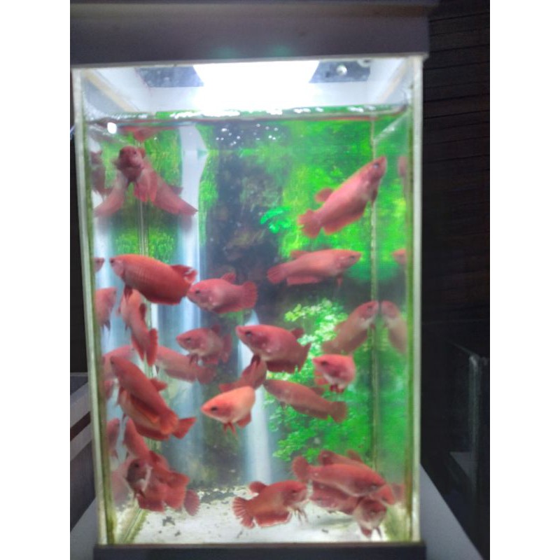 Jual PROMO!!!CUPANG BAGAN MERAH PERAWAN | Shopee Indonesia
