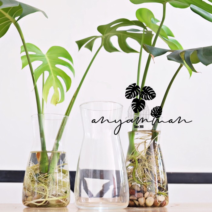 Jual Pot Kaca Bening Karafe/Vas Bunga Kaca Karaf/Plant Water ...
