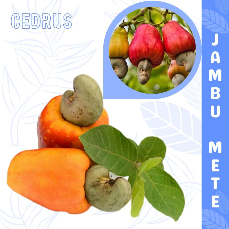 Jual Benih JAMBU METE - Bibit Biji Buah Jambu Monyet Mede | Shopee ...