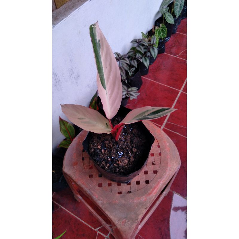 Jual Calatea Tricolor || Calatea Merah Putih || Calatea Meranti Bali ...