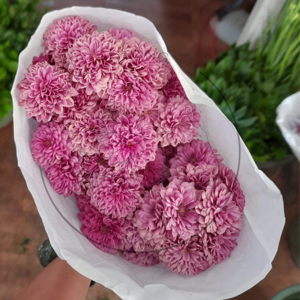 Jual Bunga Krisan pom pom Potong / Segar Warna MERAH MUDA / PINK per ...