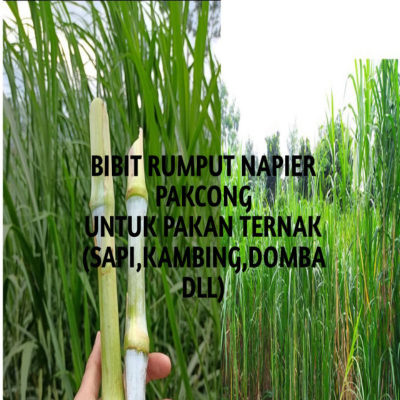 Jual BIBIT RUMPUT PAKCONG UNGGUL 1 paket isi (20-25BIJI) | Shopee Indonesia
