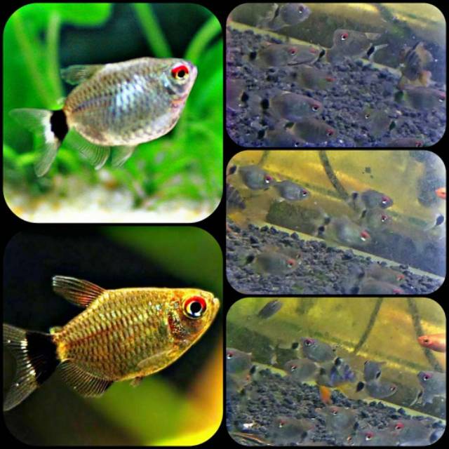 Jual Ikan red eyes balon tetra untuk aquarium dan aquascape | Shopee ...