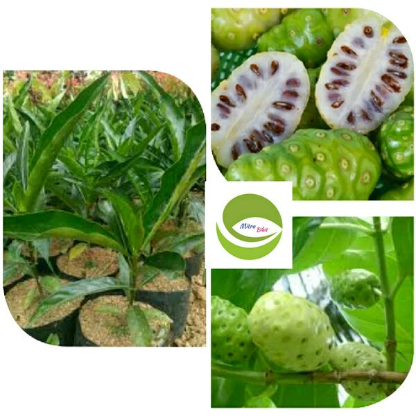 Jual TERBAIK Bibit Pohon Mengkudu-Tanaman Buah Pace- Obat Herbal VIRALL ...