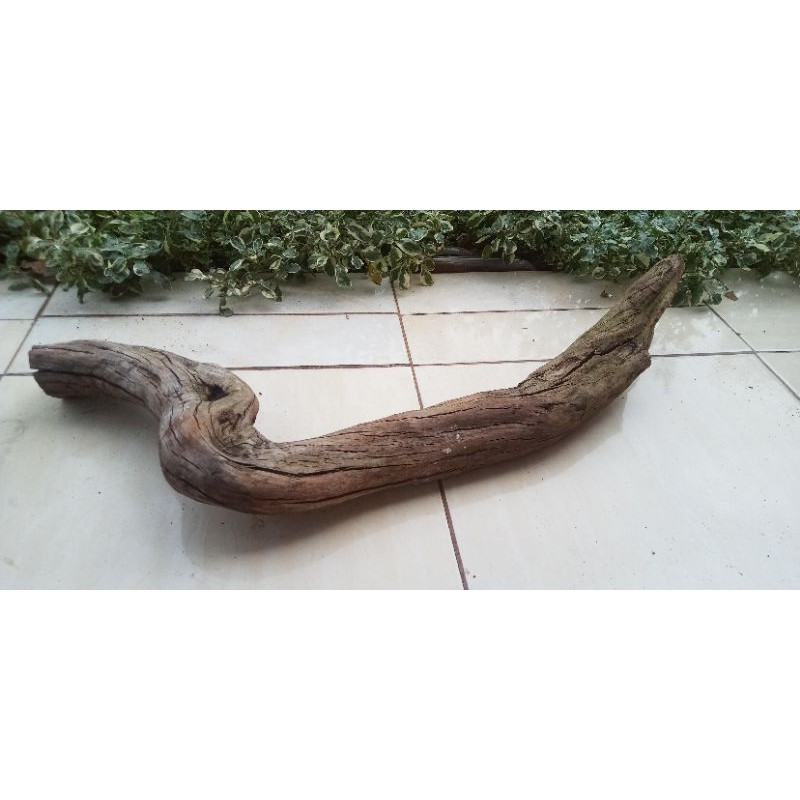 Jual akar santigi karang akar santigi laut akar aquascape santigi ...