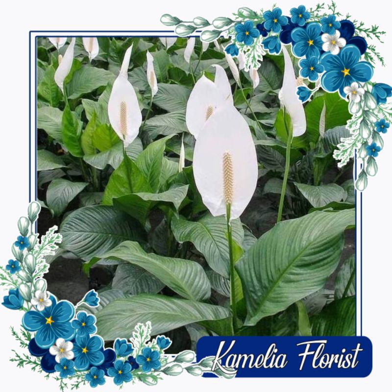Jual Penyerap Racun Bunga Peace Lily | Shopee Indonesia