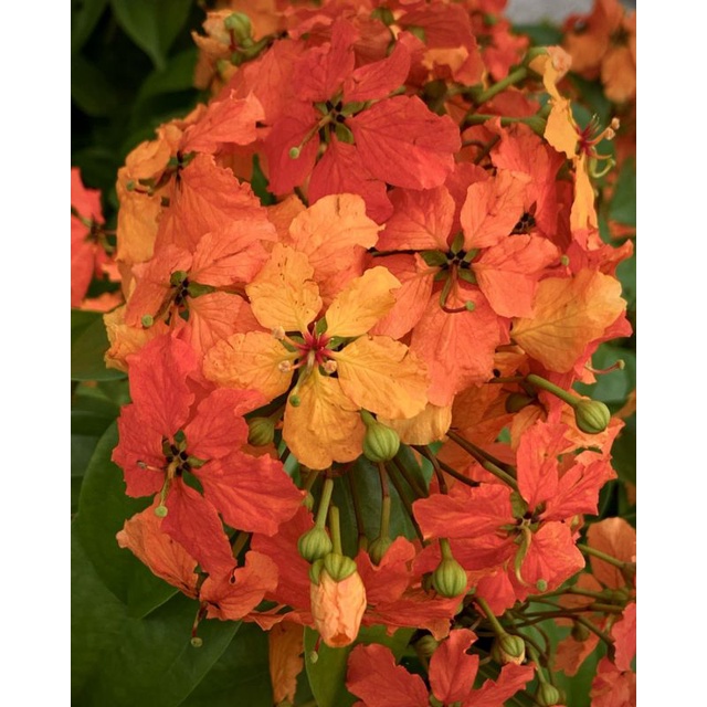 Jual Bibit tanaman rambat bunga red trailing bauhinia (Phanera/B ...