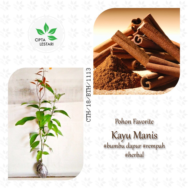 Jual Bibit Pohon Kayu Manis Bibit Tanaman Kayu Manis Herbal Bahan Bumbu ...