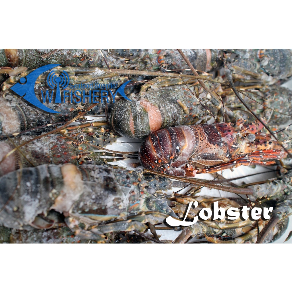 Jual Udang Lobster Beku - Frozen Lobster 500-1Kg | Shopee Indonesia