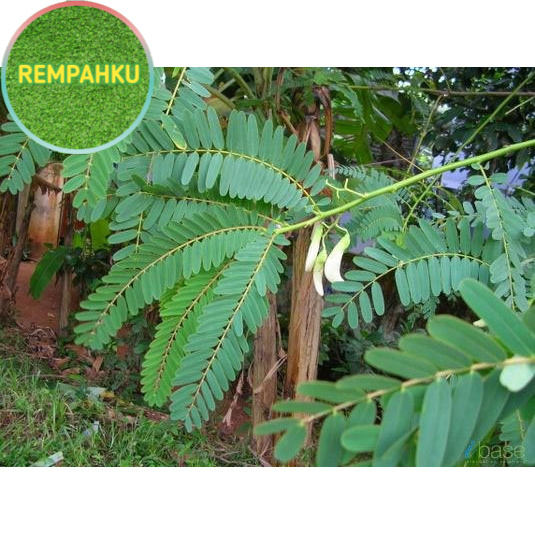 Jual DAUN TURI BUBUK 100 GRAM - Sesbania Grandiflora - MURNI - JSR ...