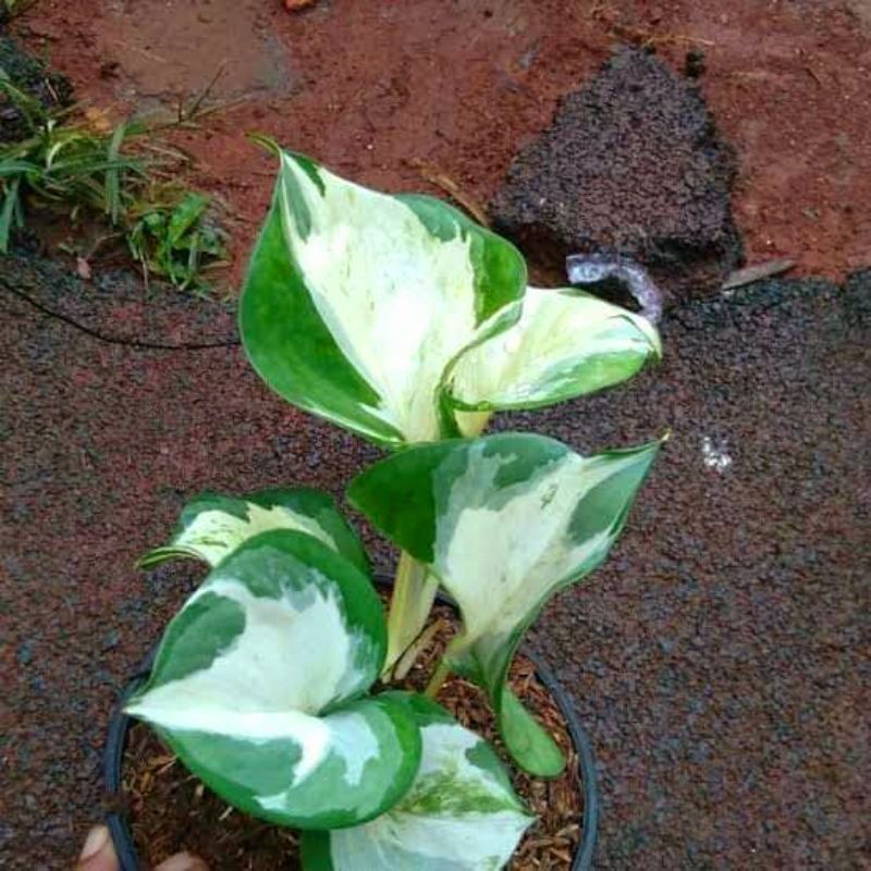 Jual Tanaman Hias Philo Pink / Philodendron Congo Pink princess ...