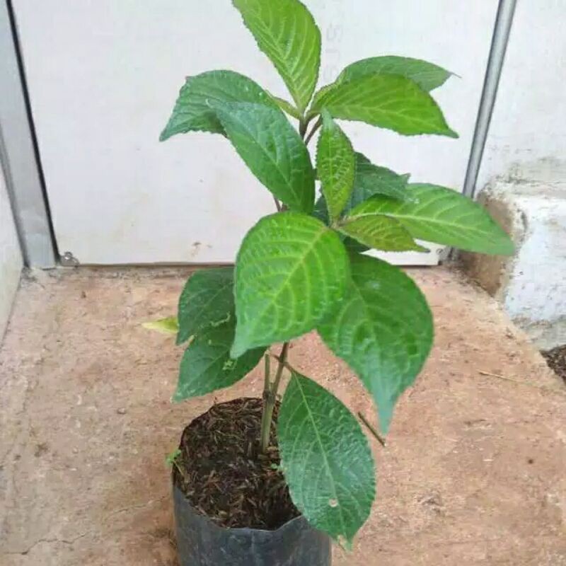 Jual Bibit Tanaman Herbal Keji Beling/Pecah Beling | Shopee Indonesia