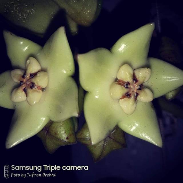 Jual Anggrek hoya coronaria jawa rawatan | Shopee Indonesia