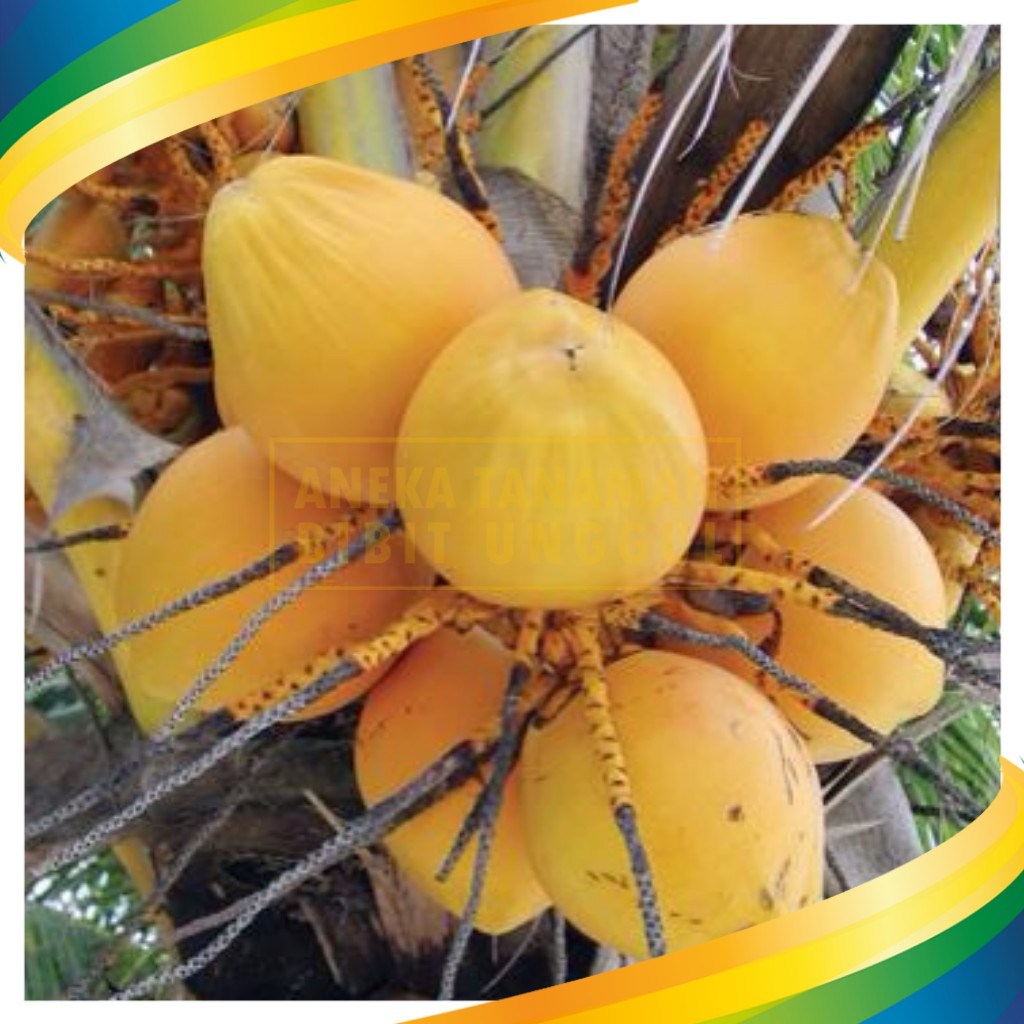 Jual Pohon Kelapa Gading, Pohon Kelapa Kuning, Tanaman Buah Kelapa | Shopee Indonesia