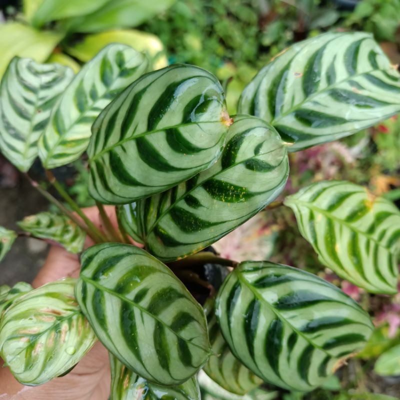 Jual berbagai jenis calatea Crimson, sepat, PING strip, ekor merak ...