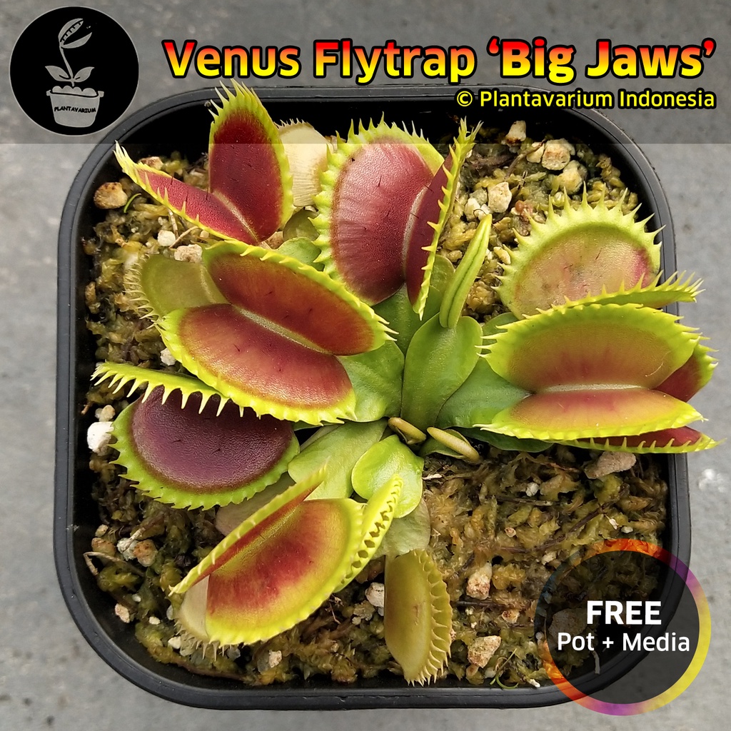 Jual Tanaman Karnivora Pemakan Serangga Venus Flytrap VFT Big Jaws | Shopee Indonesia