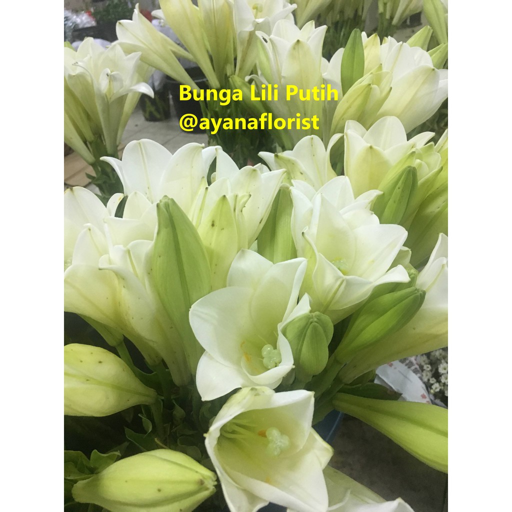 Jual Bunga Lili Putih White Lily Fresh Segar Asli cocok untuk acara per ...