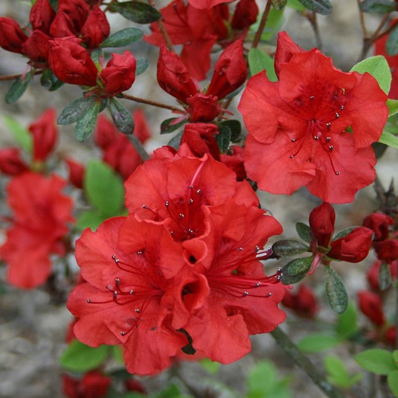 Jual Tanaman Azalea Tumpuk Merah | Shopee Indonesia