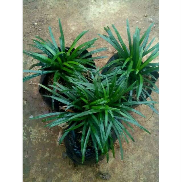 Jual Tanaman hias kucai mini - Pohon kucai mini - Tanaman pengganti ...