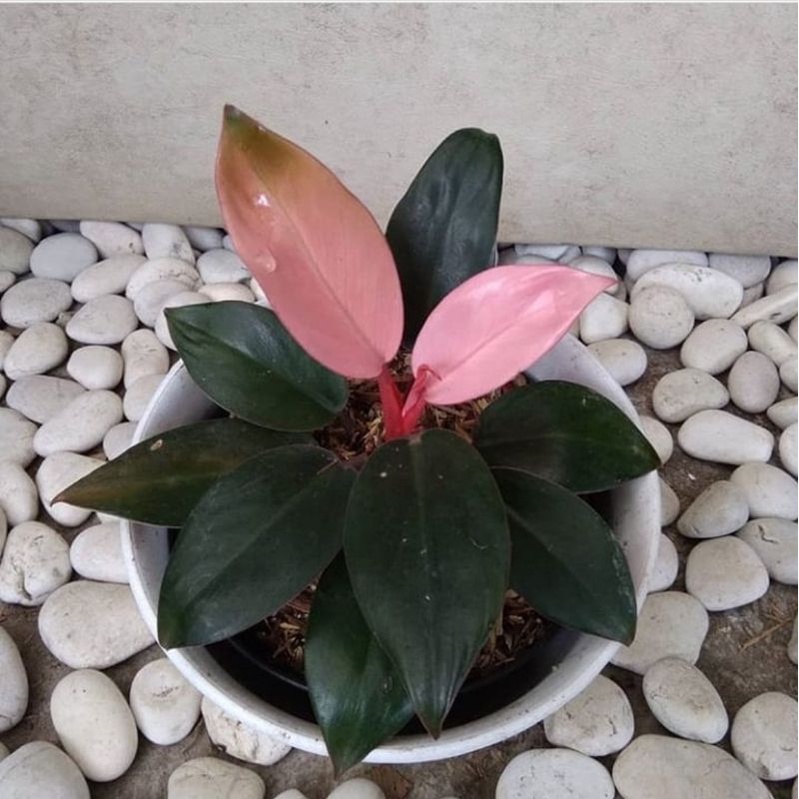 Jual Philodendron Pink Congo Princess | Tanaman Hias Anakan Pink Congo ...
