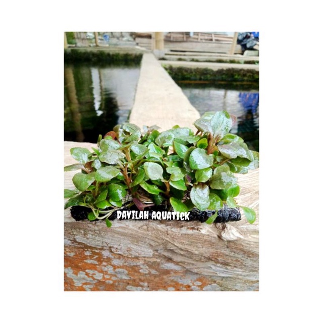 Jual lobelia cardinal tanaman aquascape | Shopee Indonesia