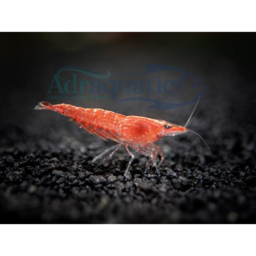Jual (INSTANT BANDUNG) UDANG HIAS RED CHERRY SHRIMP RCS NEOCARIDINA AIR ...