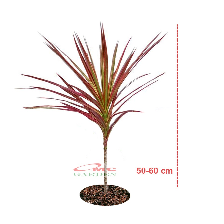 Jual Tanaman Hias Dracaena Marginata Dragon Tree Tricolor Tri Color ...